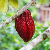 chocolatecompany.uk
