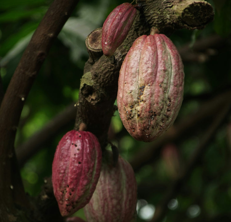 Callebaut Chocolate Company Premium Belgian Chocolate